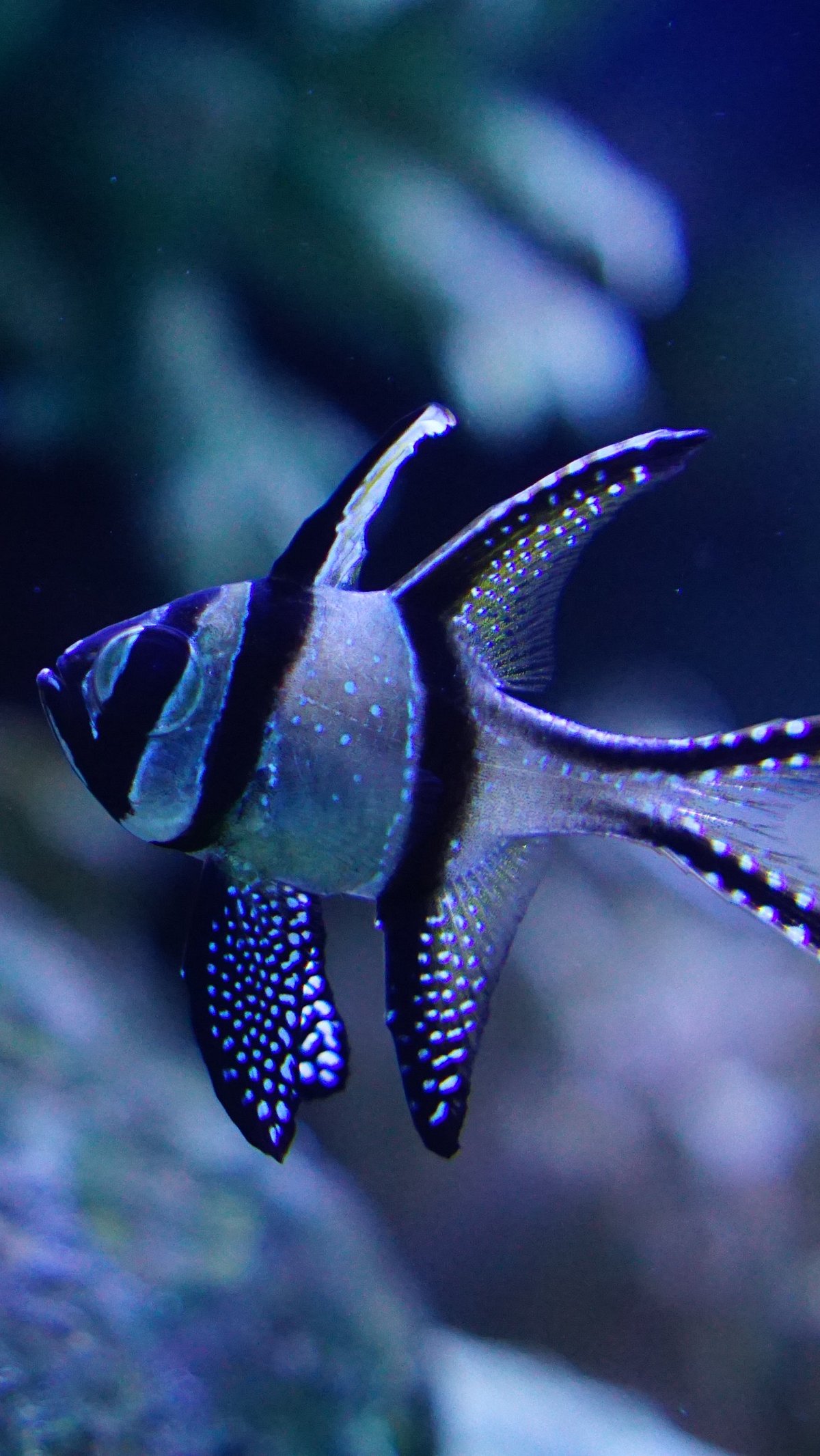 Top 10 Most Beautiful Fish In The World