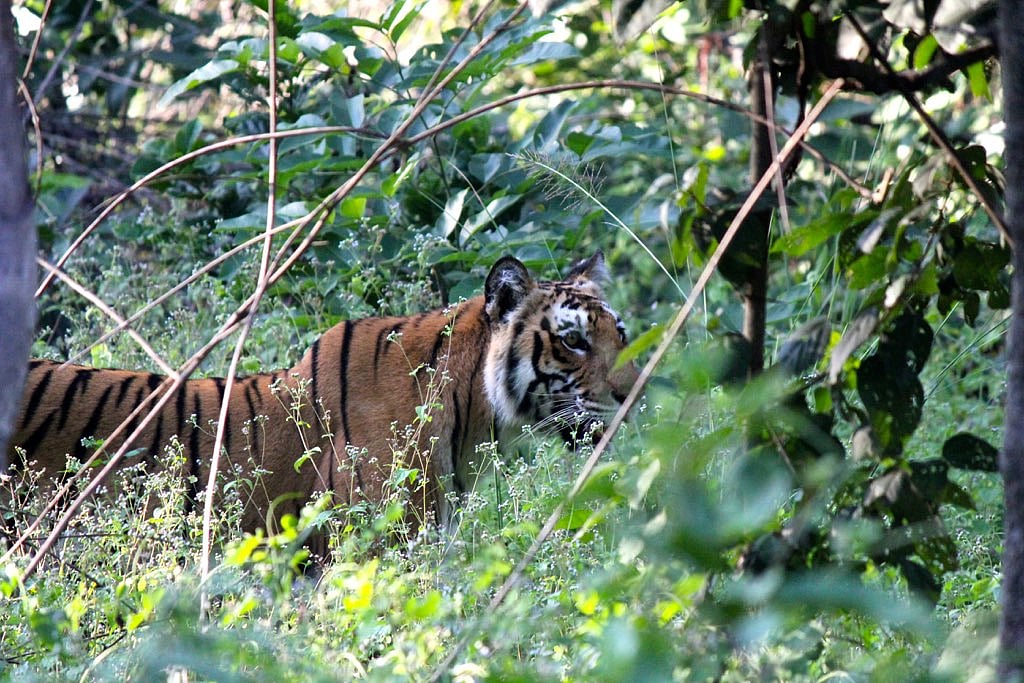 Places To Stay At Near Corbett National Park