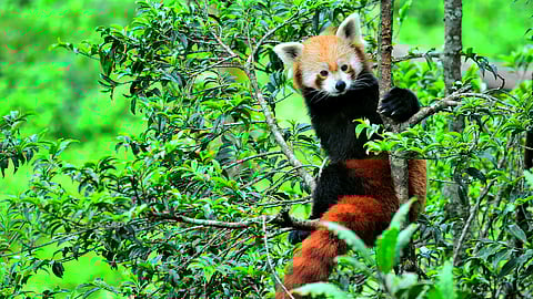 All About The Pangolakha Wildlife Sanctuary In Sikkim