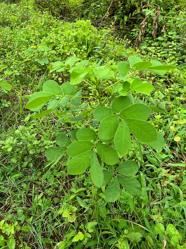 Chef Radhika Khandelwal's Quest For Rare Indigenous Finds