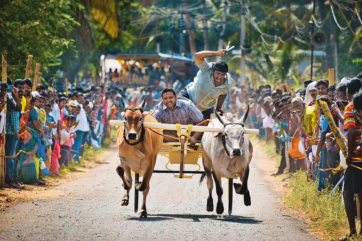 Pongal: A Celebration Beyond The Harvest