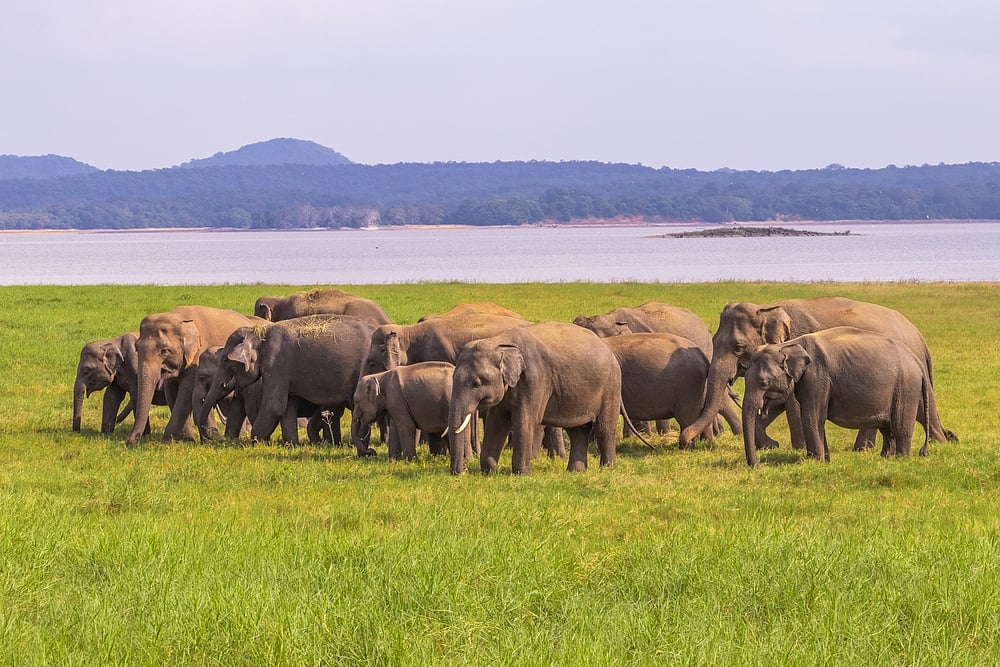 A Guide To Yala National Park In Sri Lanka