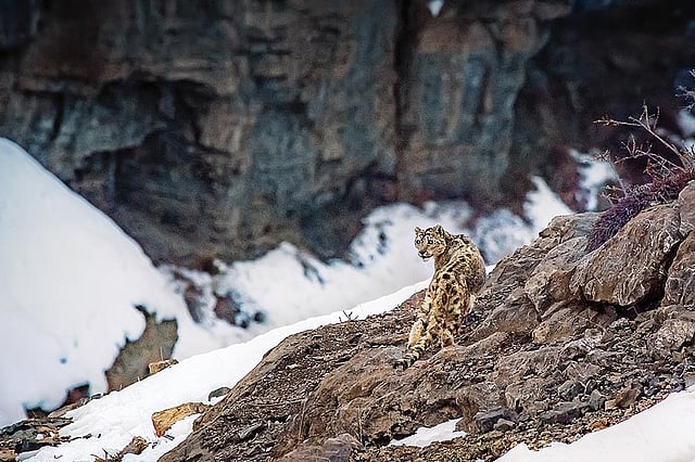 Phantom Of The Snow: On The Trail Of The Elusive Snow Leopard