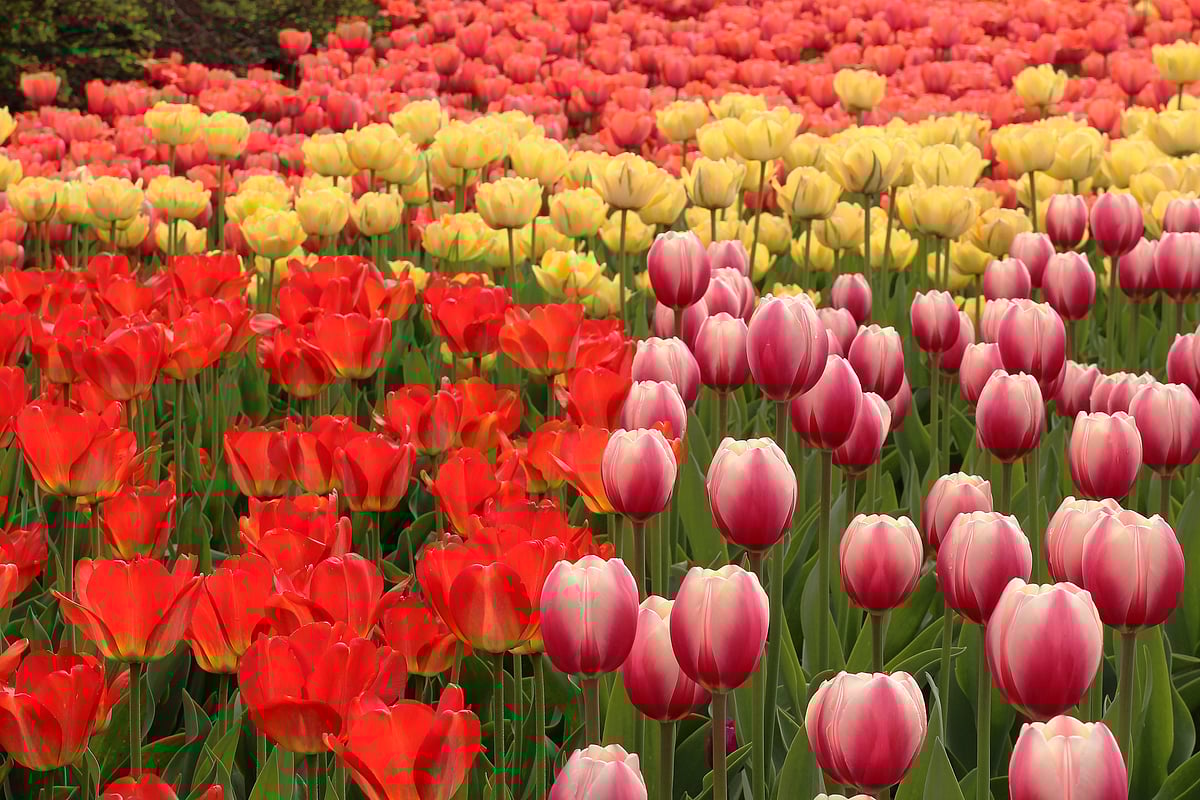 Handsome Hues: All About The Ongoing Delhi Tulip Festival
