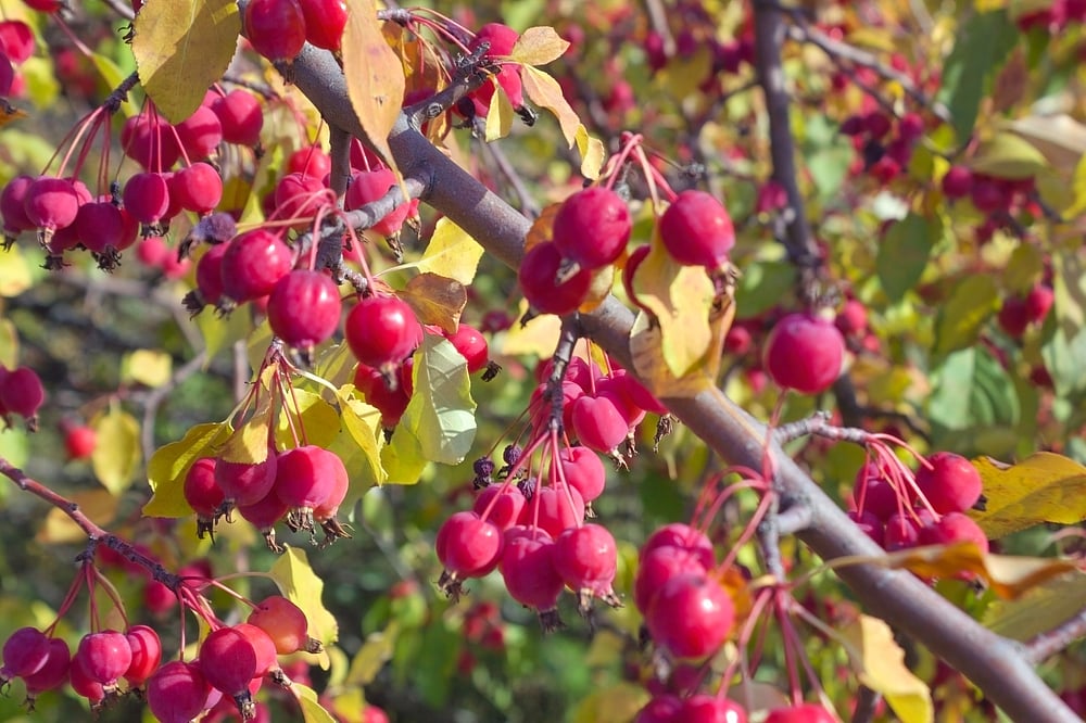 All About The Last Wild Apple Forests Of Kazakhstan
