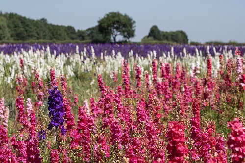 Blossom Bliss: Top 5 Must-See Flower Fields Across England