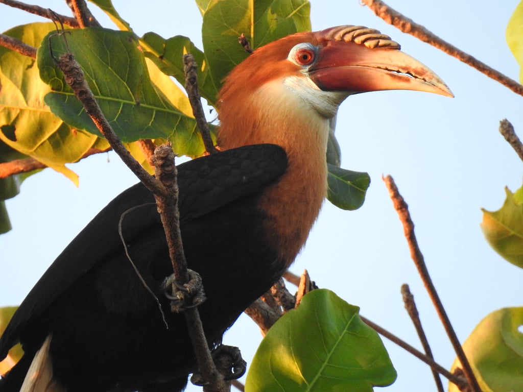 Places To Visit In The Andamans: Discovering Narcondam's Bleak Beauty