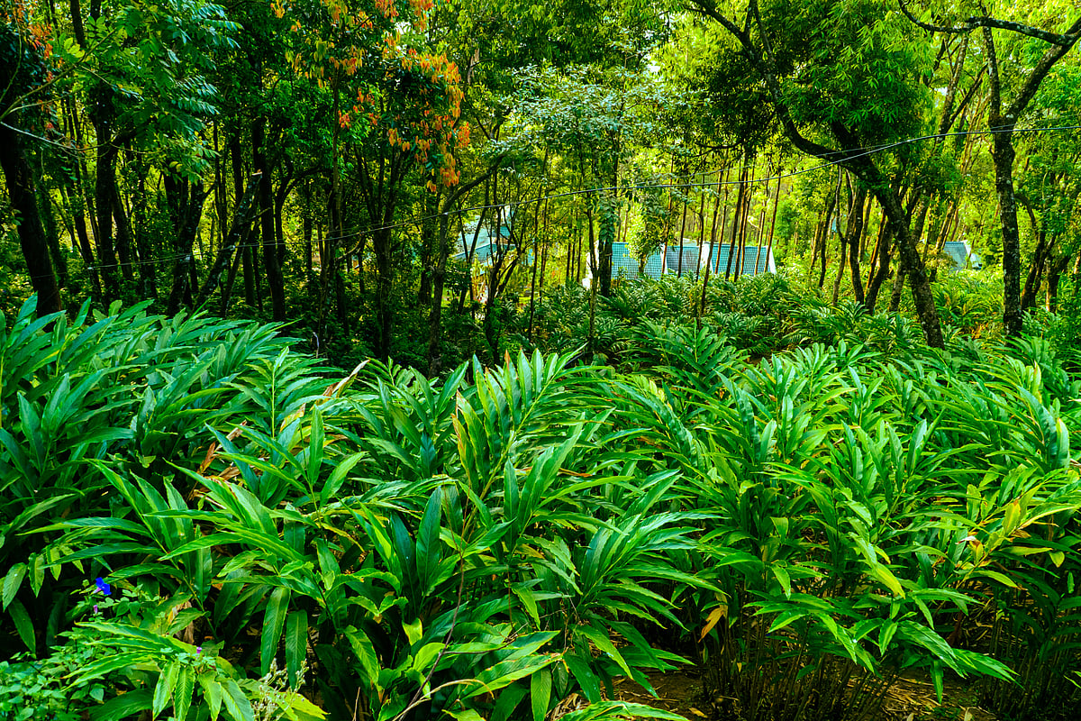 Make The Most Of Munnar With This 3-Day Munnar Itinerary