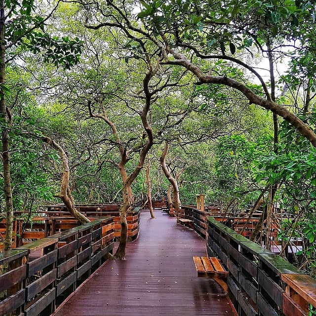 Best Places To Visit In India For A Mangrove Walk