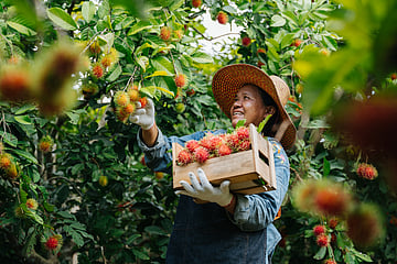 Offbeat Alert: Go On A Tour Of Fruit Farms When In Thailand