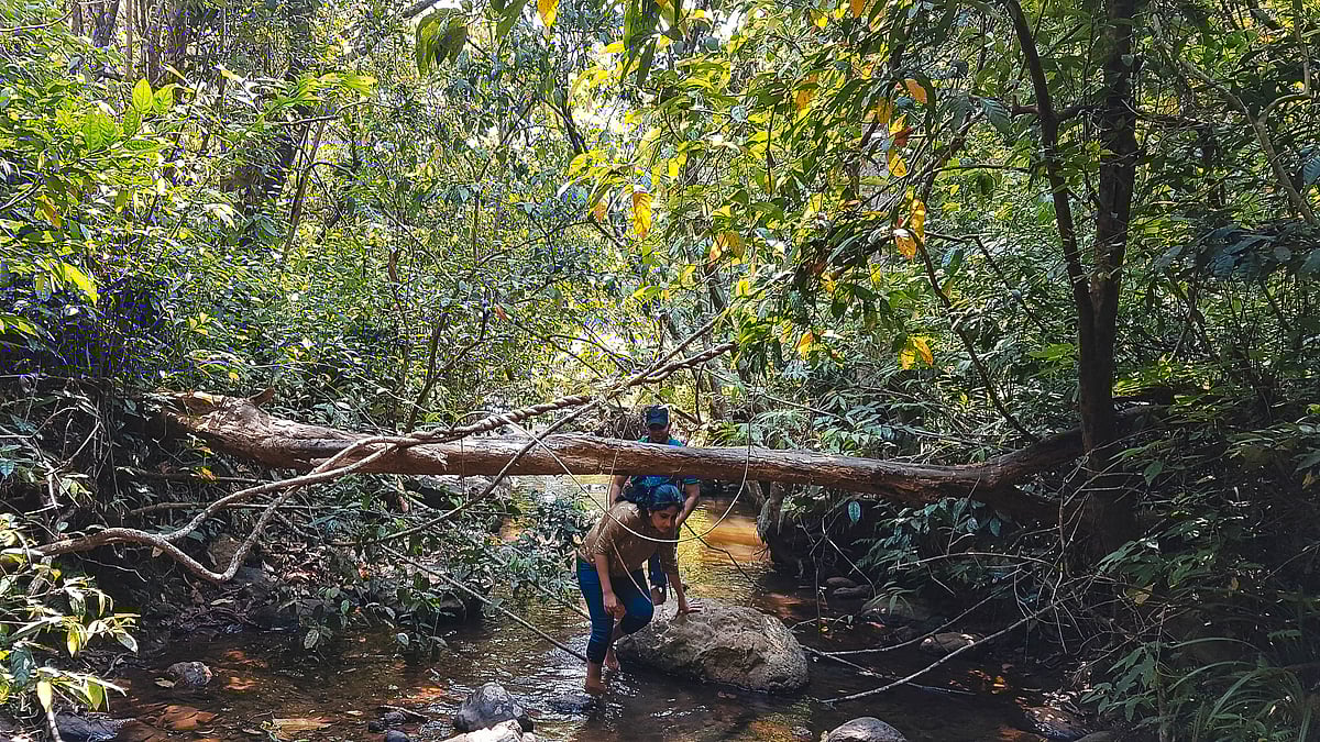 This Retreat In The Jungle Is An Ode to Wayanad’s Wild Side