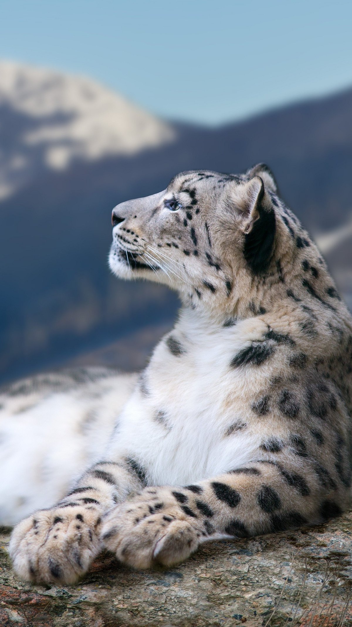 The Top 10 Places In India To Spot Snow Leopards