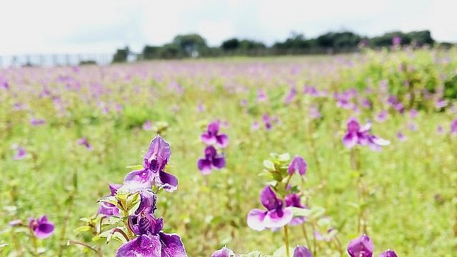 The Karvi Blooms Are Back After 8 Years; Here’s Where You Can See Them
