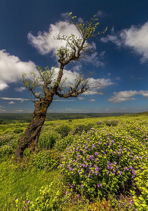 The Karvi Blooms Are Back After 8 Years; Here’s Where You Can See Them