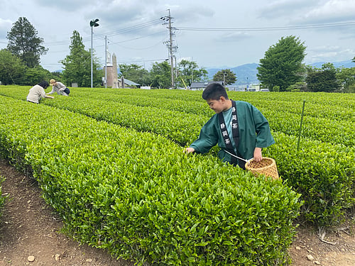 From Kyōto To Nishio: Top Places To Visit In Japan For Matcha Lovers