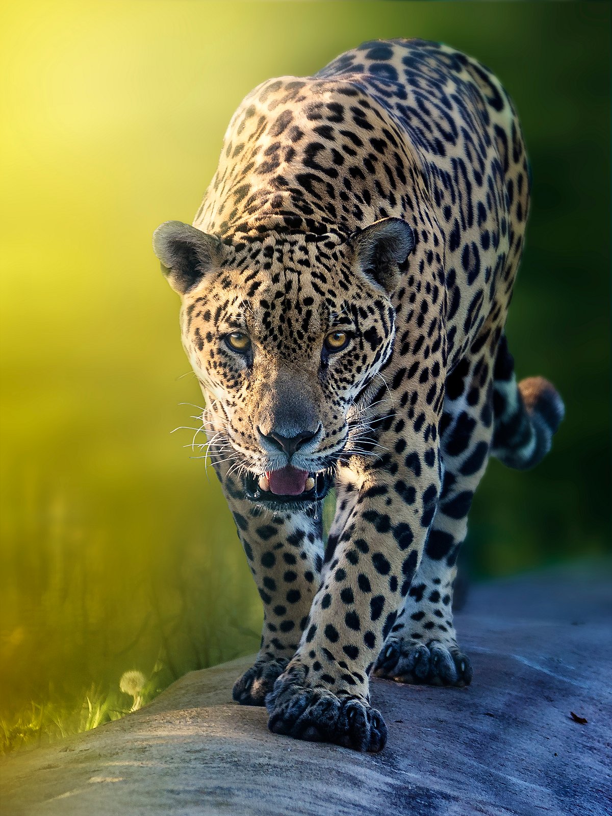 Jaguar Animal Pouncing