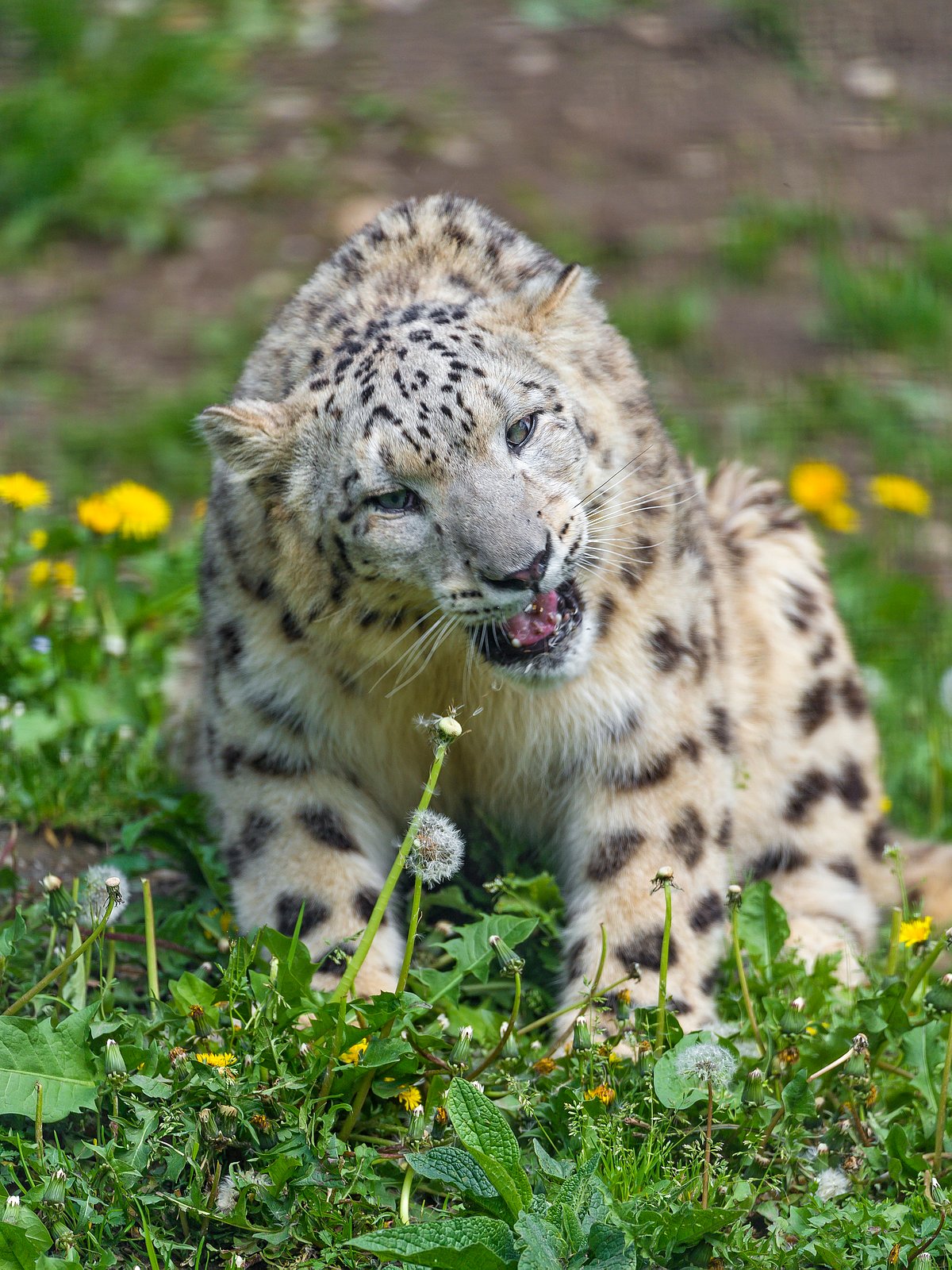 Snow Leopard Eating