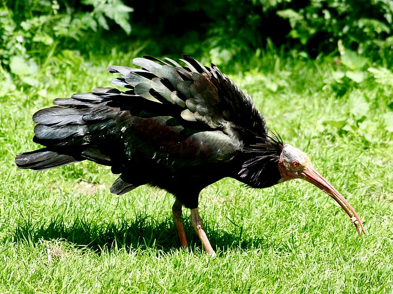 7 Rarest Animals In The World And Where You Might Find Them