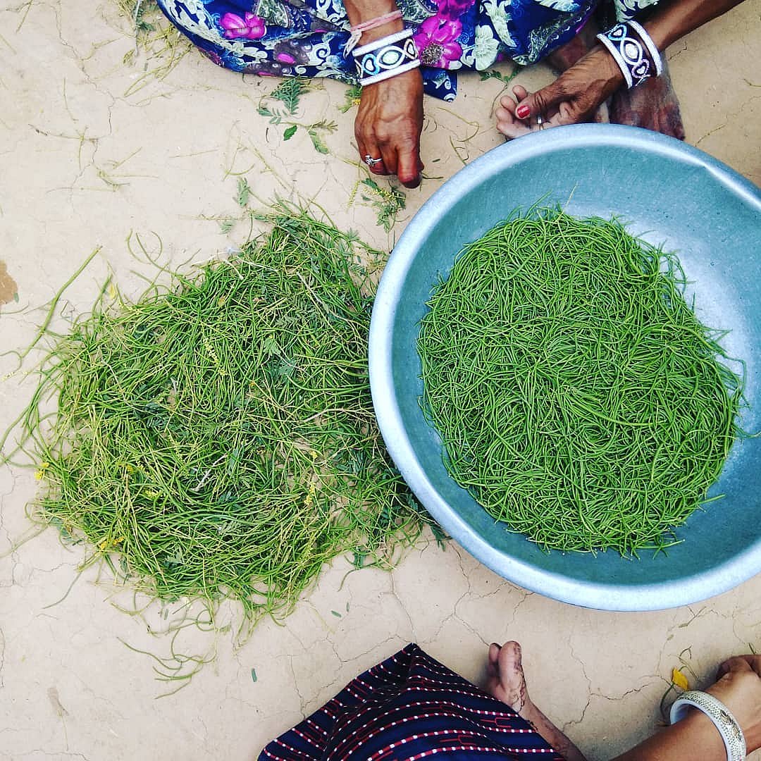 Rajasthan’s Traditional Sangri Receives GI Tag