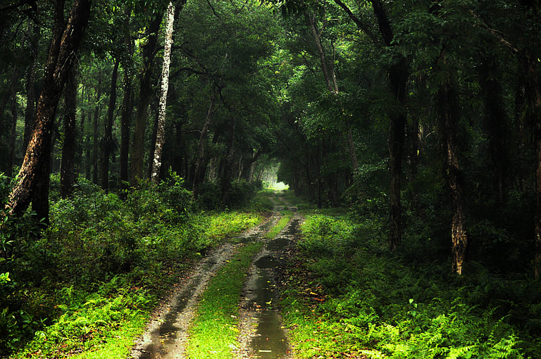 Buxa Tiger Reserve: A Hidden Gem In The Eastern Himalayas