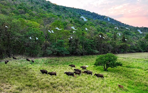 Debrigarh Wildlife Sanctuary: Odisha’s Hidden Wilderness