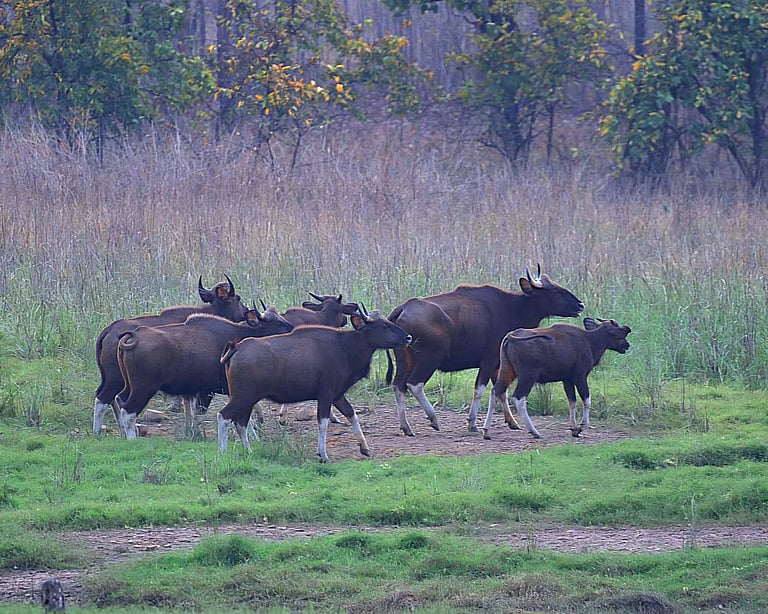 Core Vs Buffer Zones: Why They Matter For Responsible Wildlife Tourism ...