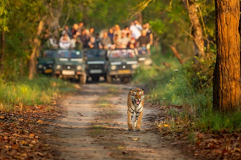 Core Vs Buffer Zones: Why They Matter For Responsible Wildlife Tourism ...