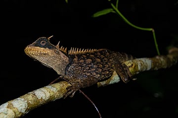 Explore The Cardamom Mountains: Cambodia’s Hidden Jungle Paradise