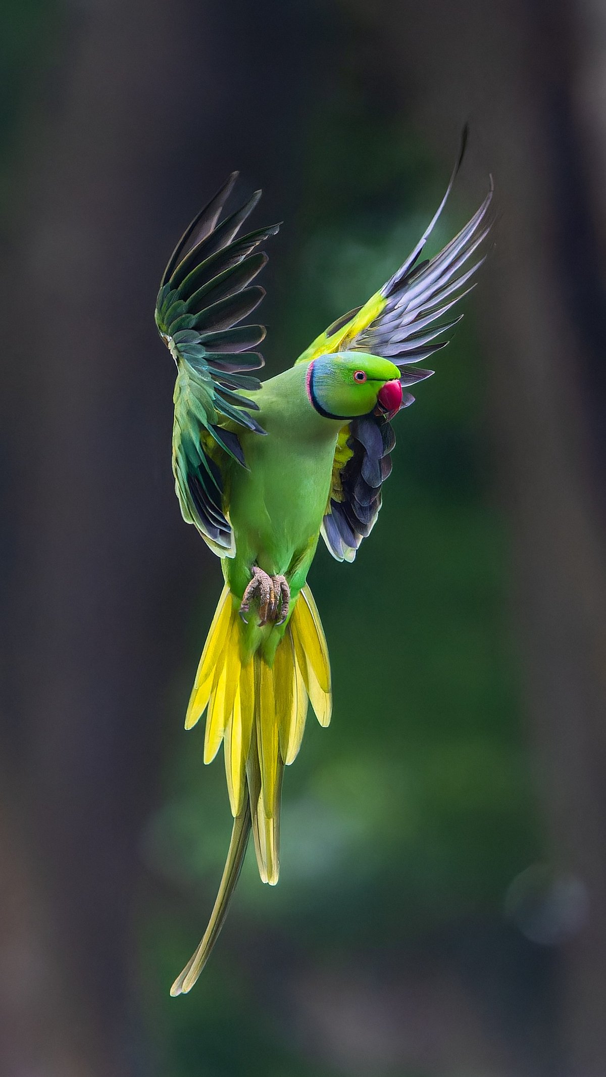 8 Birds That Can Talk And Sing And Where To Find Them