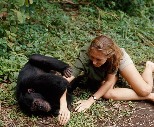 Jane Goodall (1934–2025): Remembering The Woman Who Changed Primatology ...