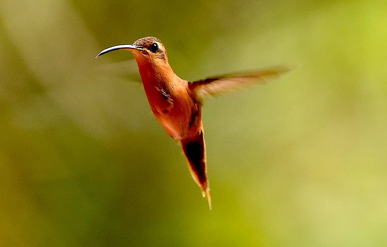Five Days Of Birding Bliss In The Amazon