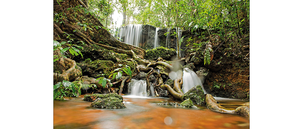 Western Ghats Tour of the Agumbe Rainforest