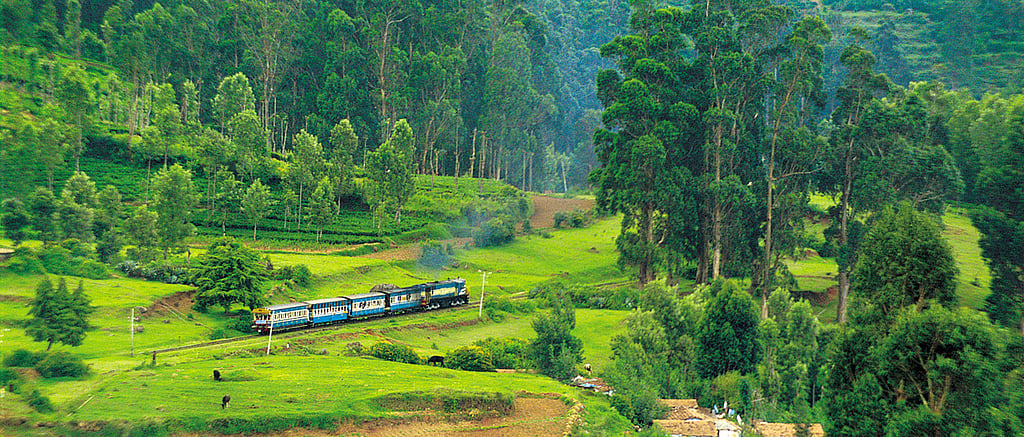 Planning A Trip To Ooty? Here's All You Need To Know