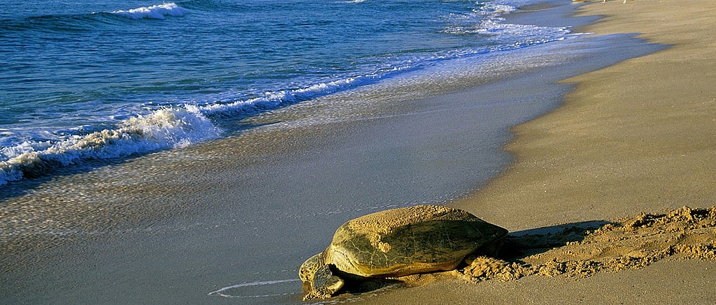 Turtle season in Oman 2018