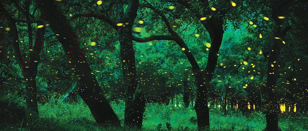 Finding Fireflies In Maharashtra