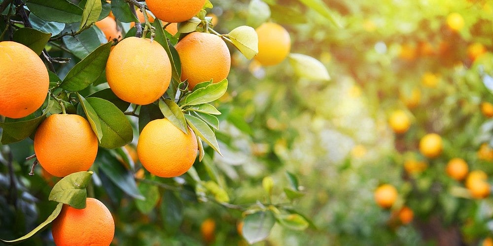 Dambuk The Orange Bowl Of Arunachal Pradesh