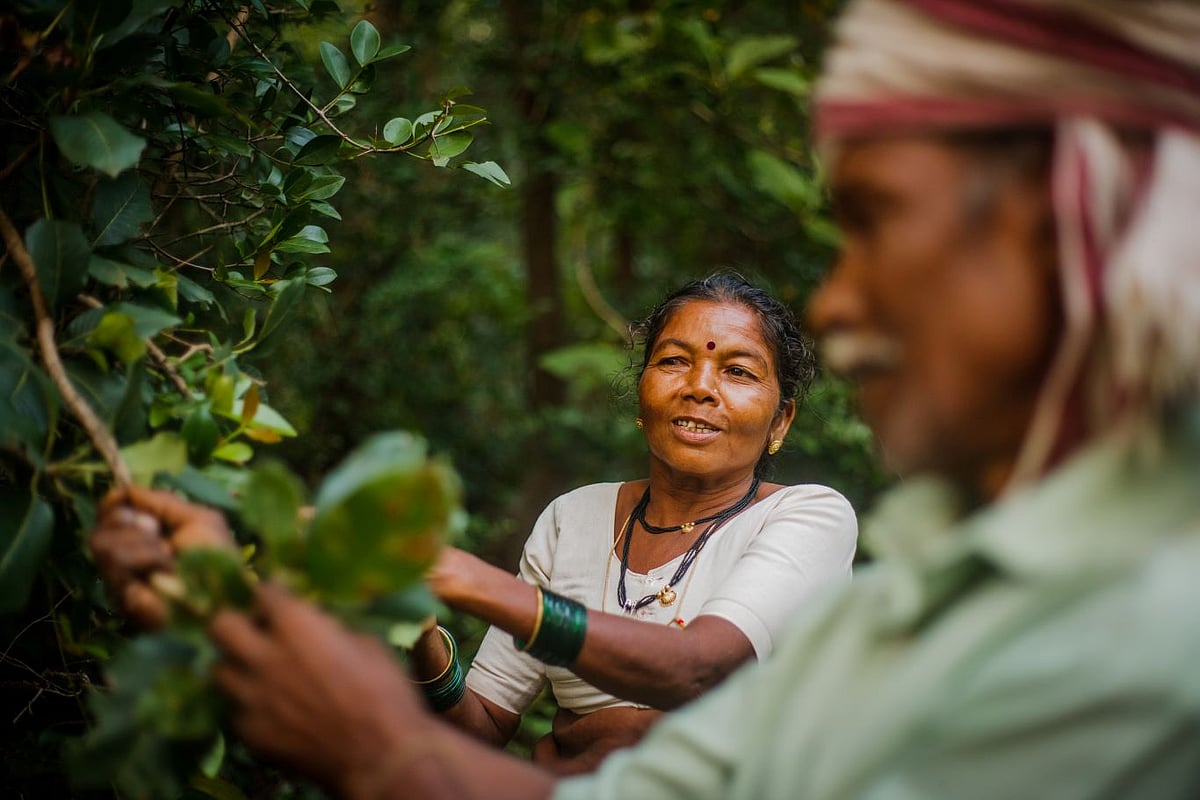 Seeds Of Sustainability These Festivals Promote Biodiversity And ...