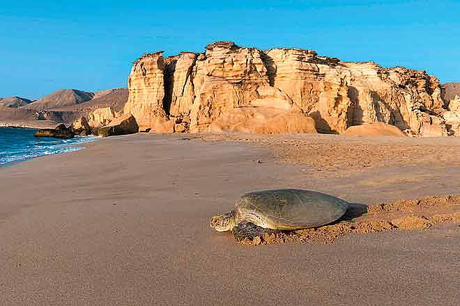 Turtle walk at Oman beach