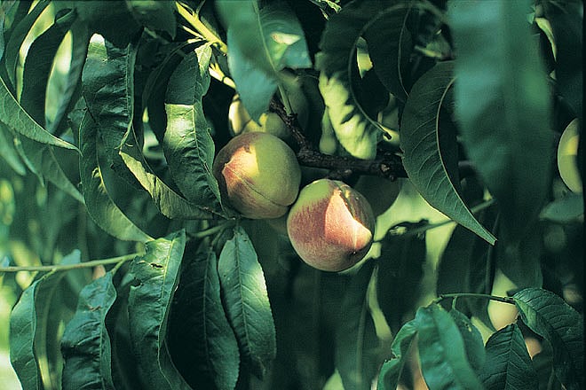 Himachal Pradesh Peaches in Fagu