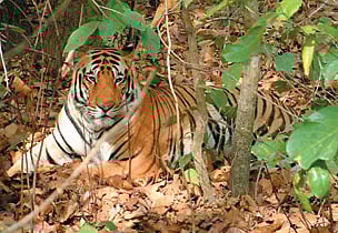 Maharashtra A Quick Guide to Melghat Tiger Reserve