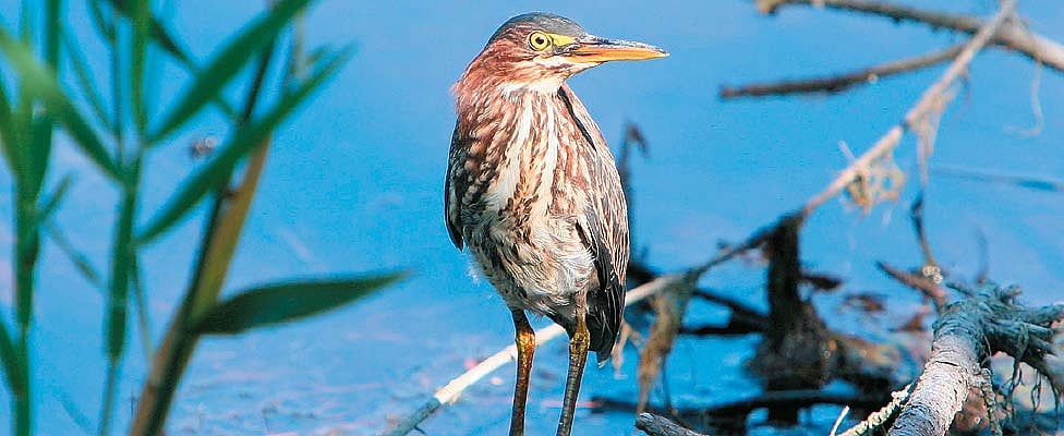 Quick Guide Harike Bird Sanctuary, Punjab