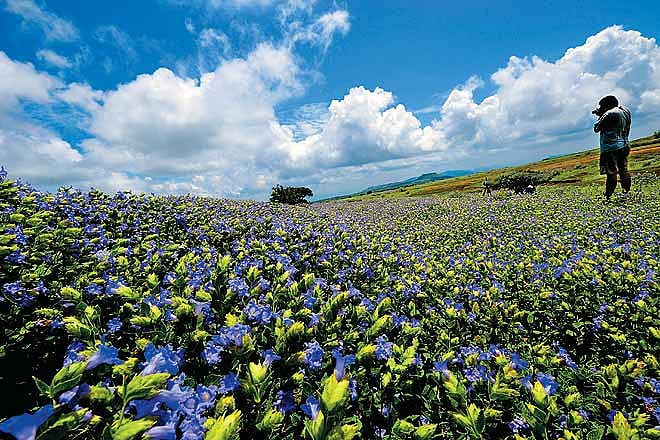 Quick Guide Kaas Plateau, Maharashtra