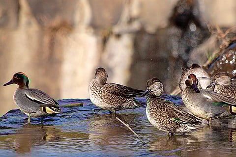 Delhi Birdwatching in Okhla Bird Sanctuary