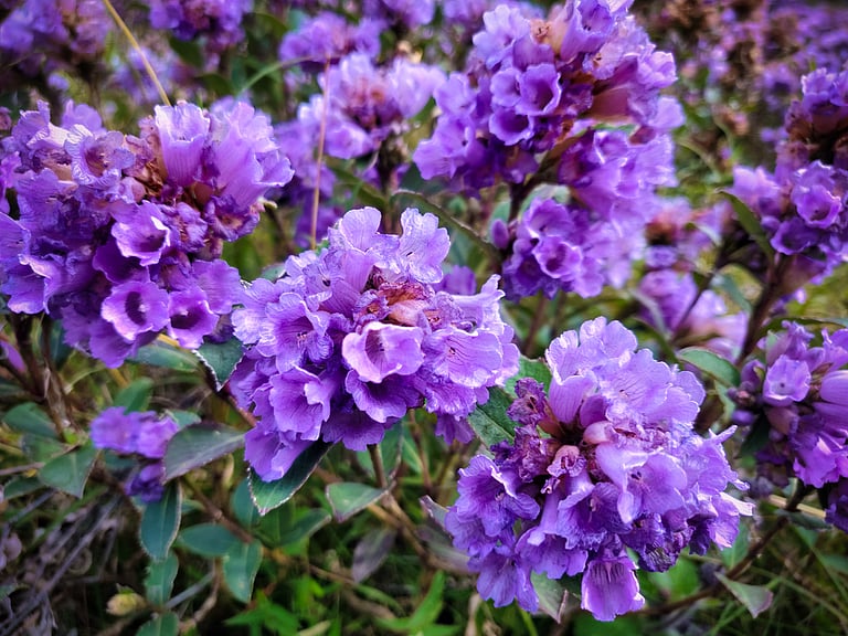 Four Wildflower Landscapes In India