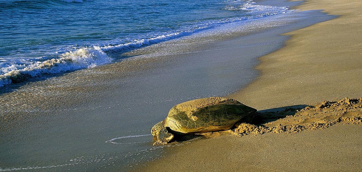Rare Turtles, Arabian Leopards & More Wildlife Secrets From Oman