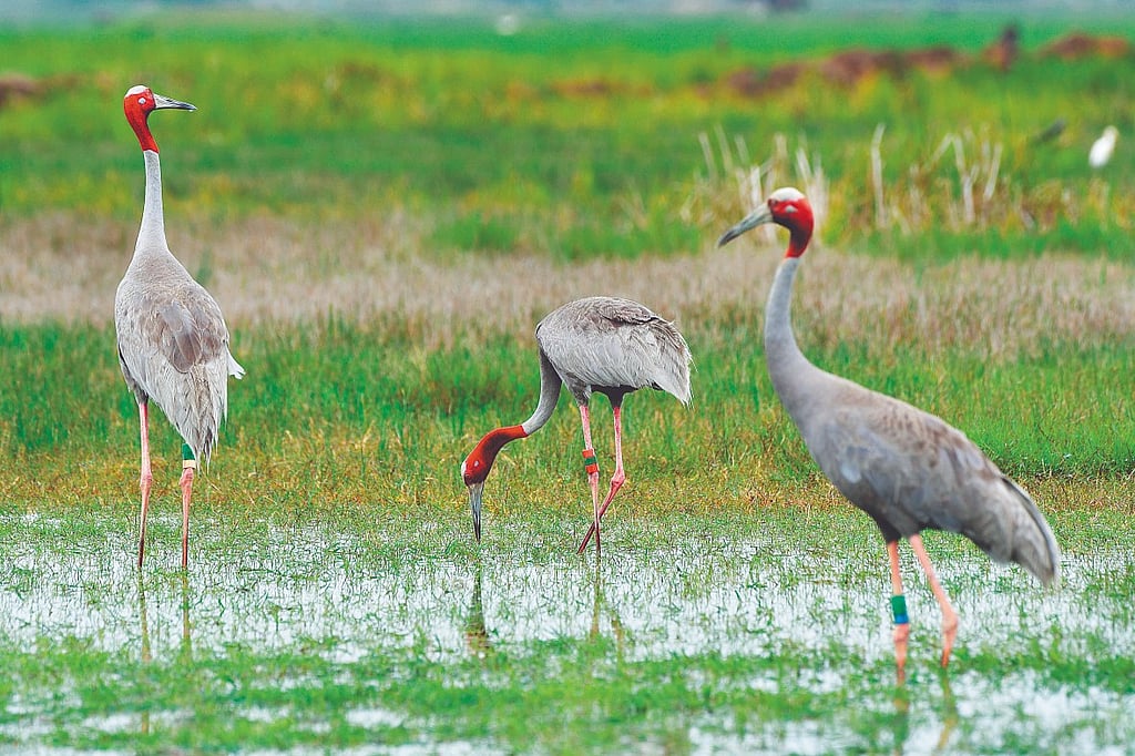 Parvati-Arga Bird Sanctuary: Uttar Pradesh’s Only Ramsar Site For ...