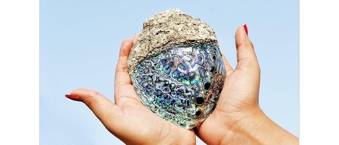 New Zealand Pua Shell