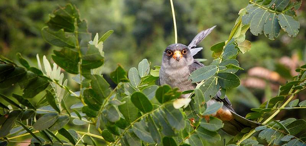 The First-Ever Amur Falcon Conservation Week & Festivals in Wokha, Nagaland