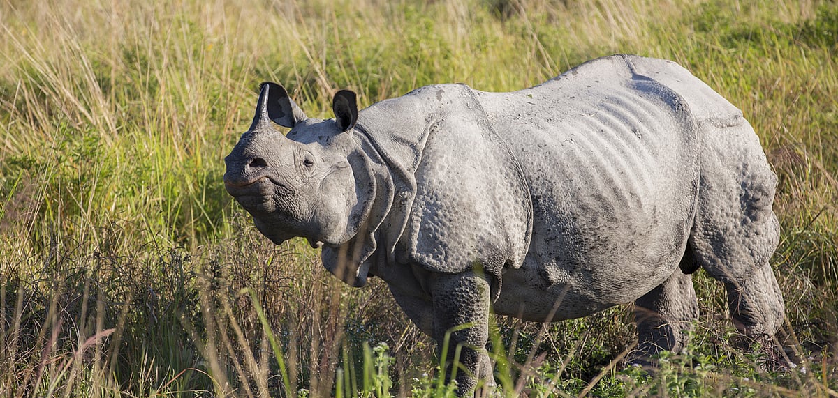 Kaziranga Deploys Special Force to Guard the One-Horned Rhino