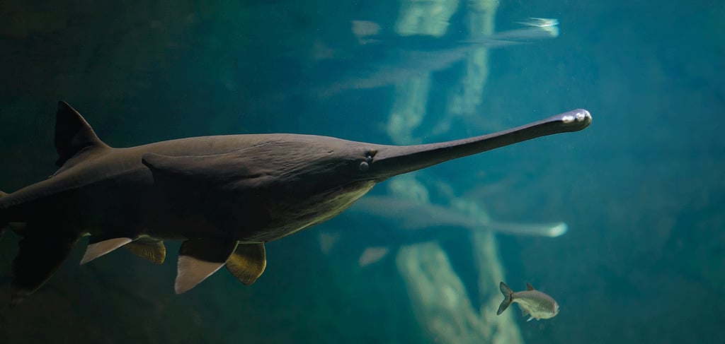 The Chinese Paddlefish, one of the worlds largest fish is now extinct